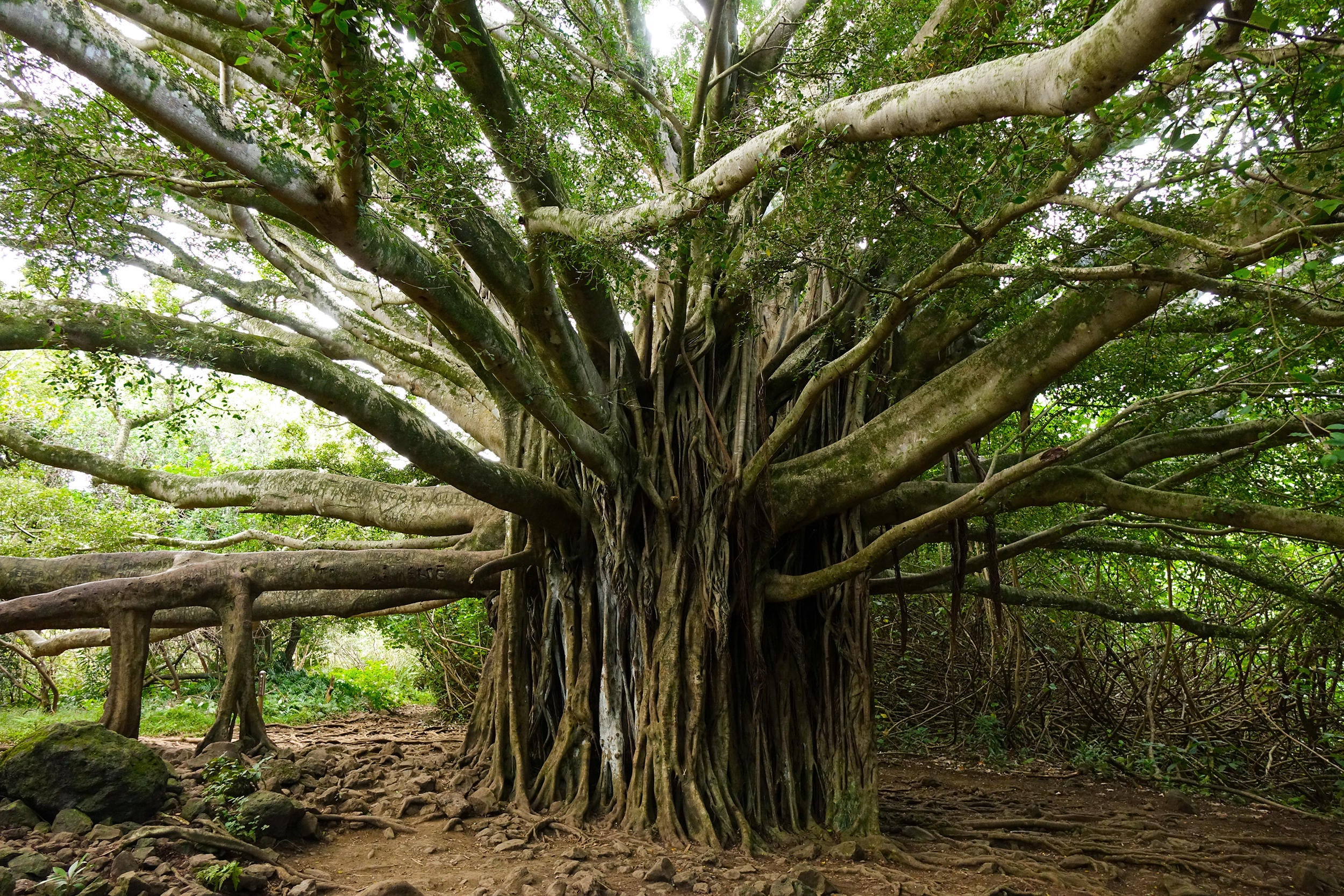 Mathew Buckman-3 | Sony | Alpha Universe